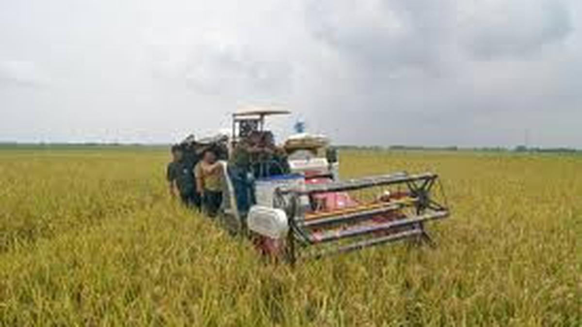 Meroket, Bulog Banyuwangi Berhasil Serap Gabah Petani 36 Ribu Ton - Regional Liputan6.com