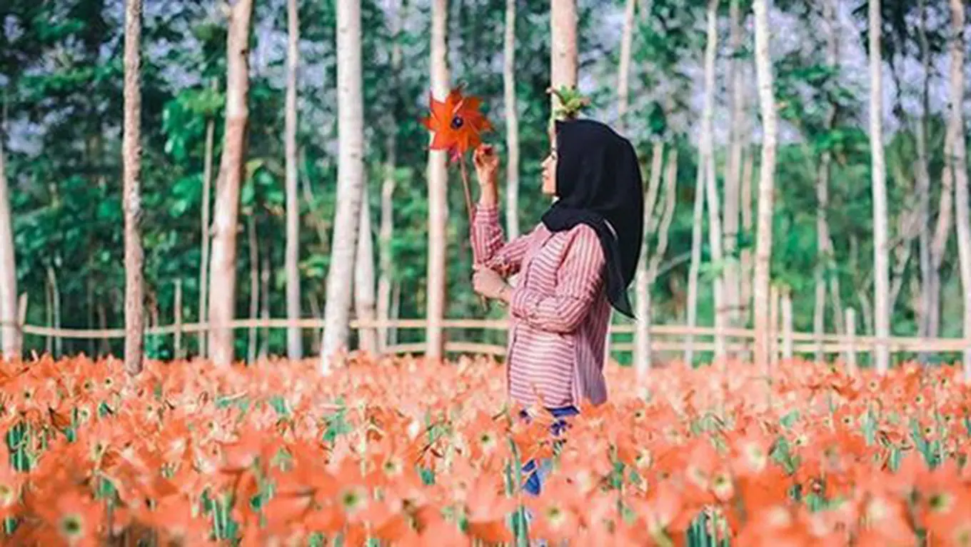 Kebun Bunga Amarilis di Yogyakarta Kembali Mekar, Cantik Banget