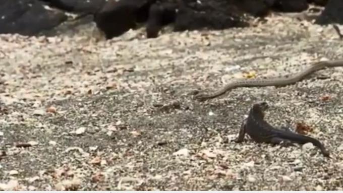 Menarik! Dikepung Puluhan Ular, Kadal Berhasil Meloloskan Diri ...