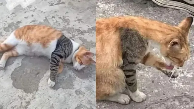 6 Potret Kucing dengan Motif di Lengan Unik Ini Curi Perhatian - Hot ...