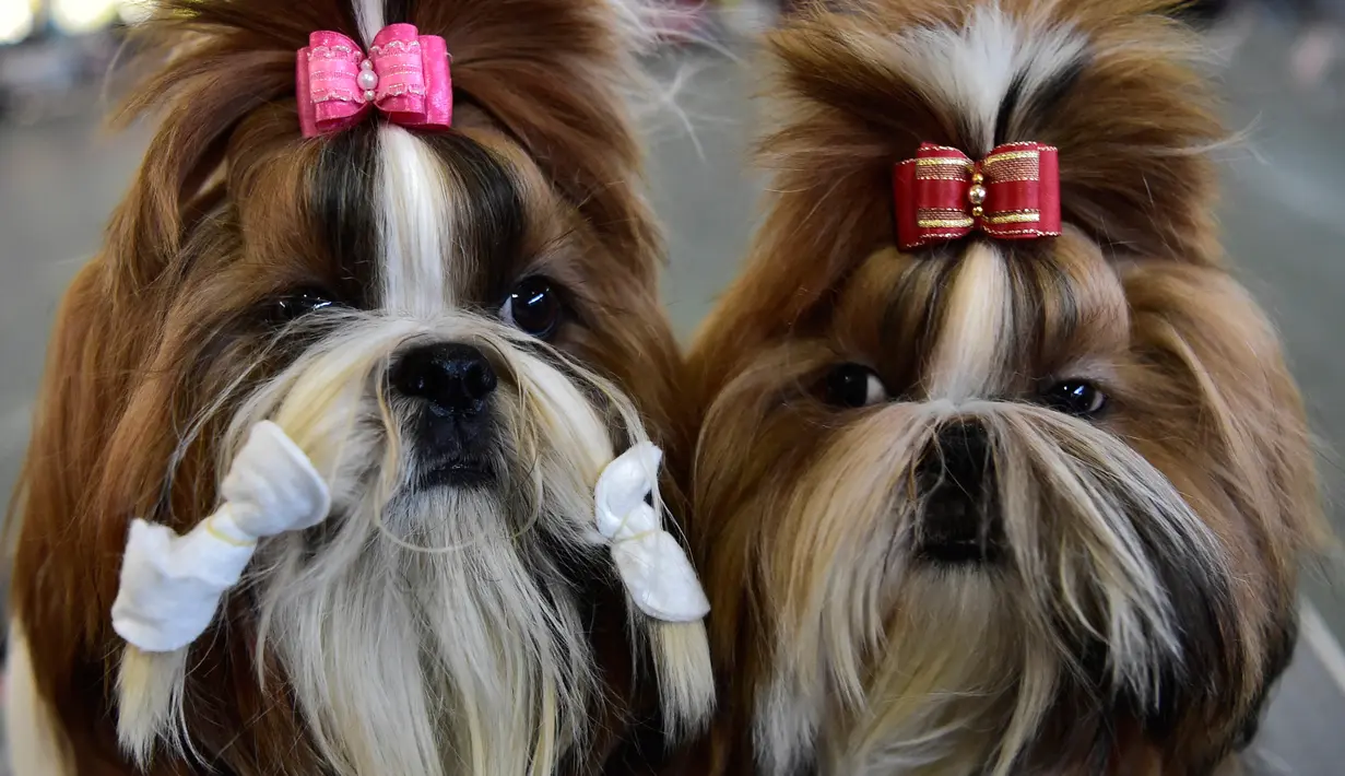 PHOTO: Lucunya Anjing Ini Ketika Berdandan di Pameran Anjing ...