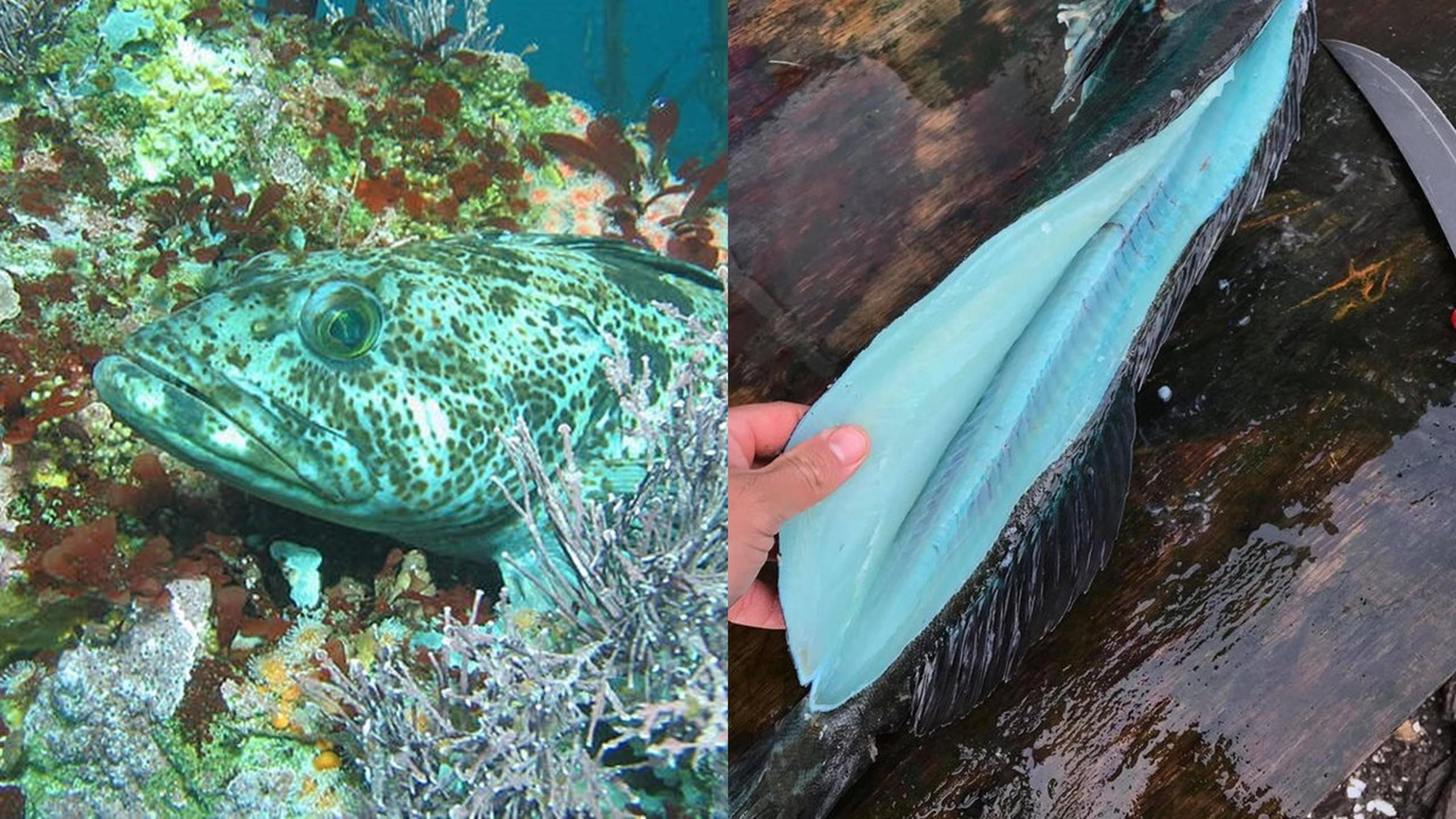 Spesies Ikan Ini Punya Daging Berwarna Biru Neon, Begini Kata Ilmuwan