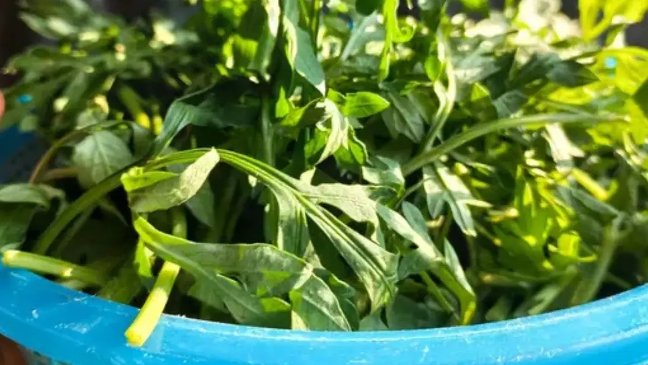 Resep Urap Daun Kenikir yang Kaya Manfaat untuk Kesehatan, Rasanya ...