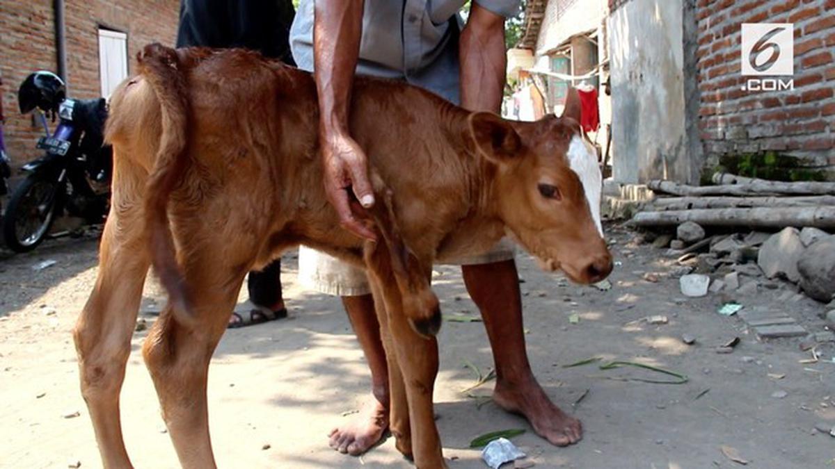 Video Unik Penampakan Sapi Berkaki Lima Di Jombang Regional 