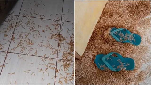 Viral Penampakan Ribuan Laron Membentuk Pola Seperti Keset, Bikin Merinding - Hot Liputan6.com