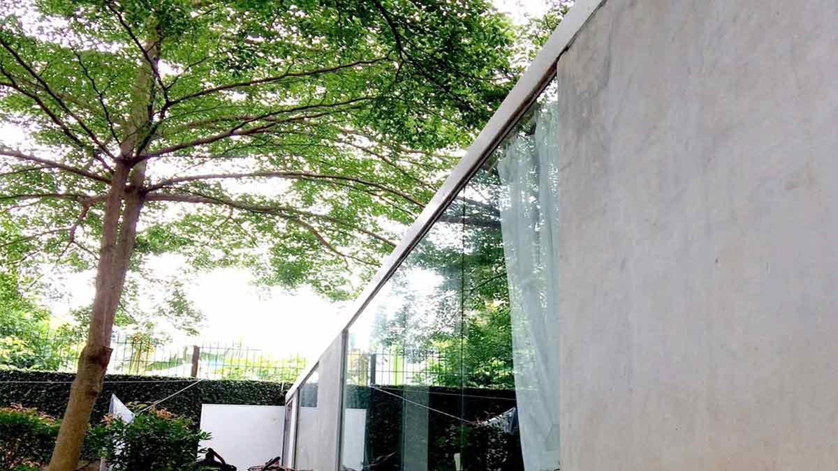 Rekomendasi 8 Jenis Pohon untuk Meneduhkan Taman Rumah