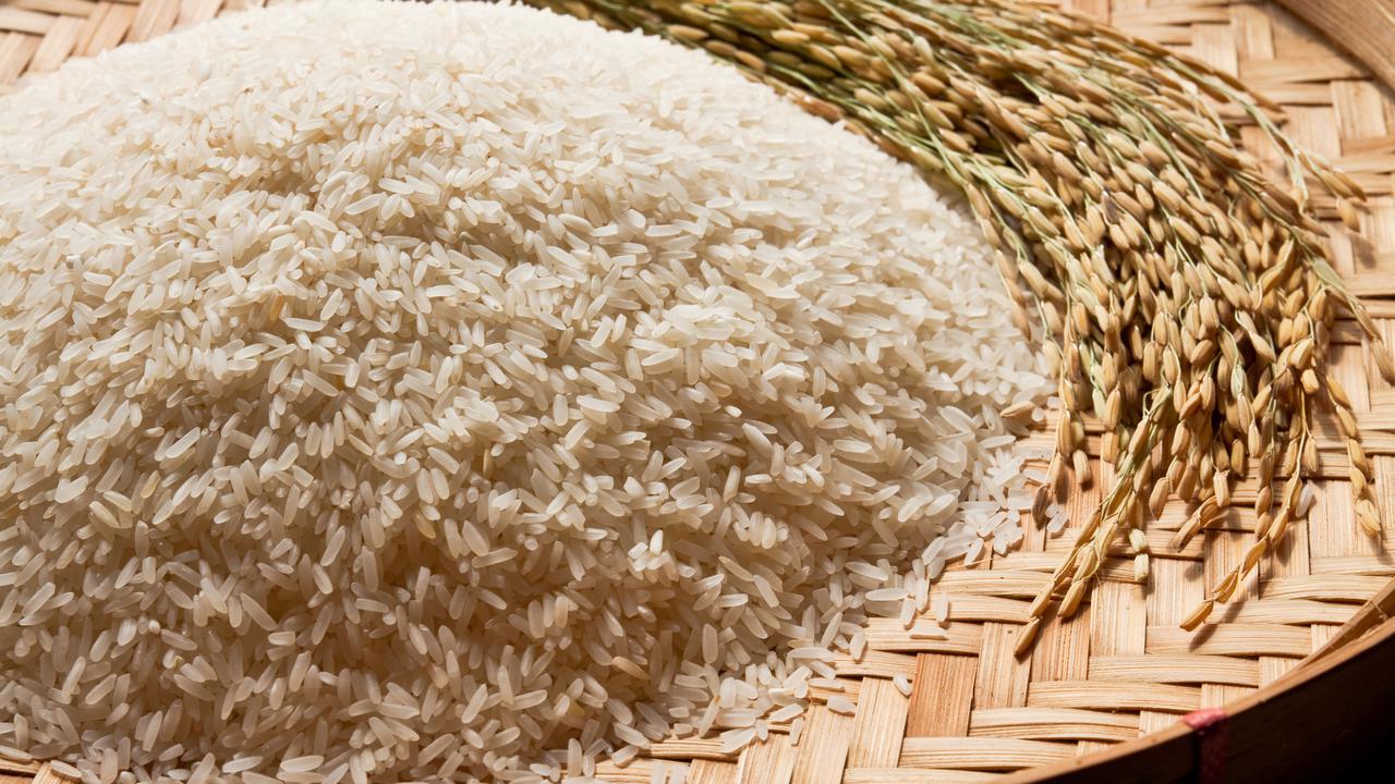 Kutu Beras Bahaya atau Tidak? Lengkap Penjelasan Dampak dan Cara ...