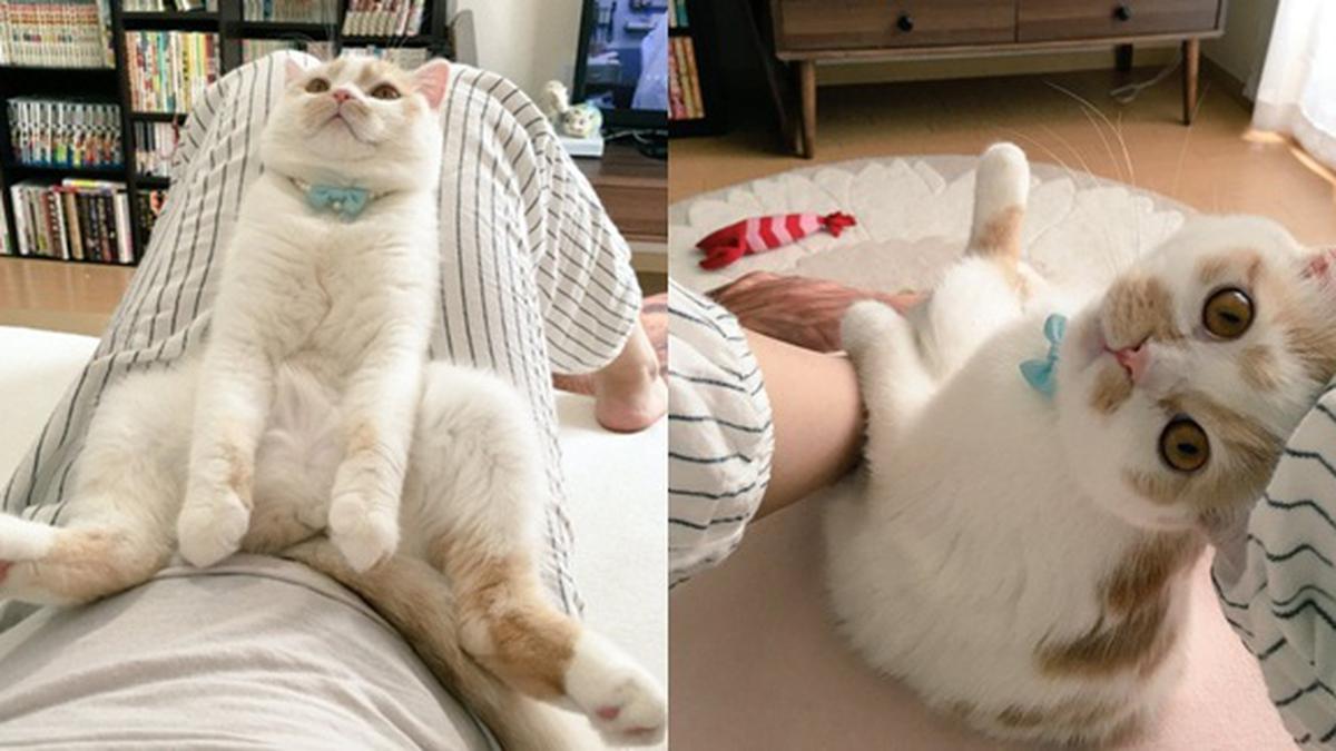 Kucing Ini Punya Berbagai Pose Imut Nonton TV Bersama Majikannya ...