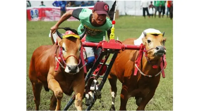 5 Fakta Menarik Karapan Sapi, Tradisi Khas Masyarakat Madura - Surabaya ...
