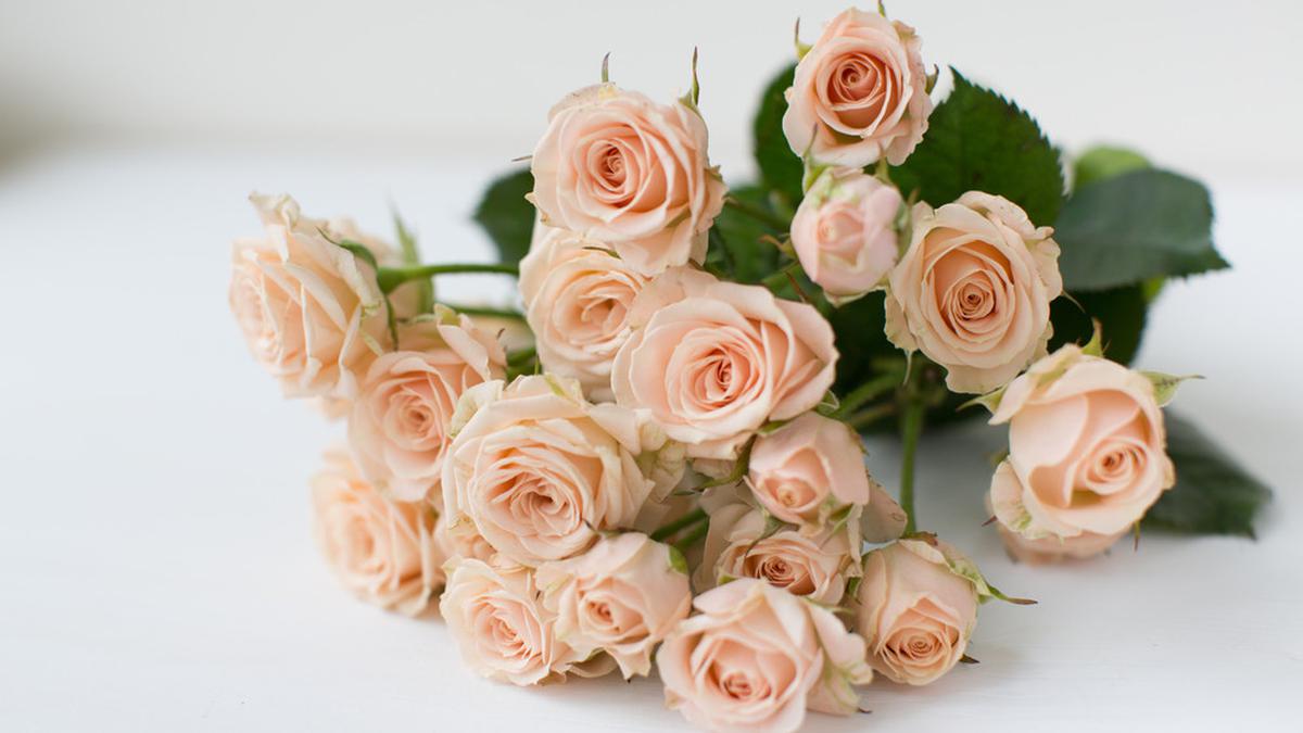 Keajaiban Air Mawar untuk Mencerahkan Wajah - Beauty Fimela.com