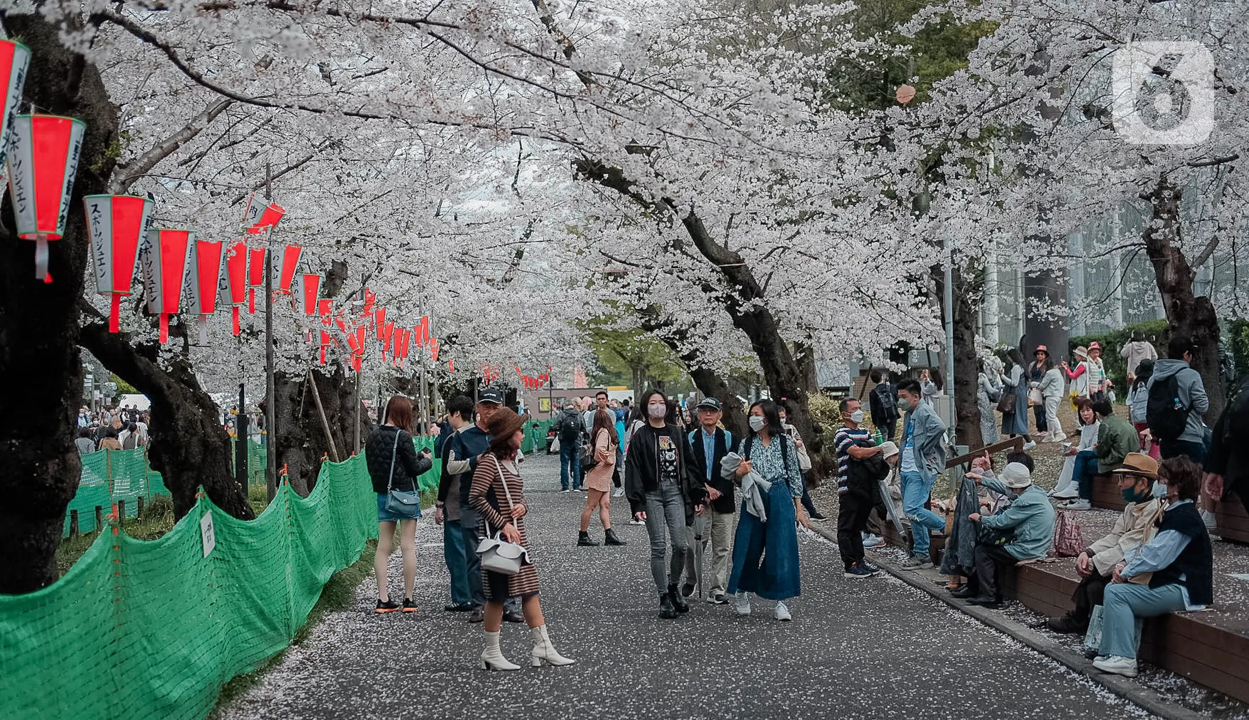 Menikmati Bunga Sakura Bermekaran di Jepang - Foto Liputan6.com