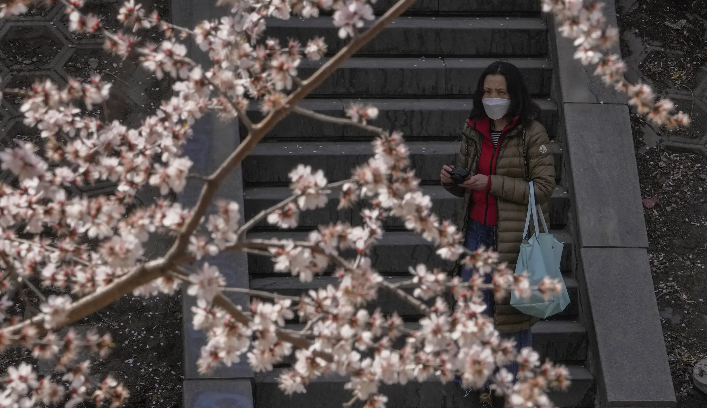 Saat Bunga Sakura Bermekaran di China - Foto Liputan6.com