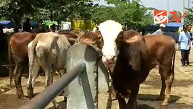 Nekat Curi Sapi karena Jatuh Cinta - News Liputan6.com