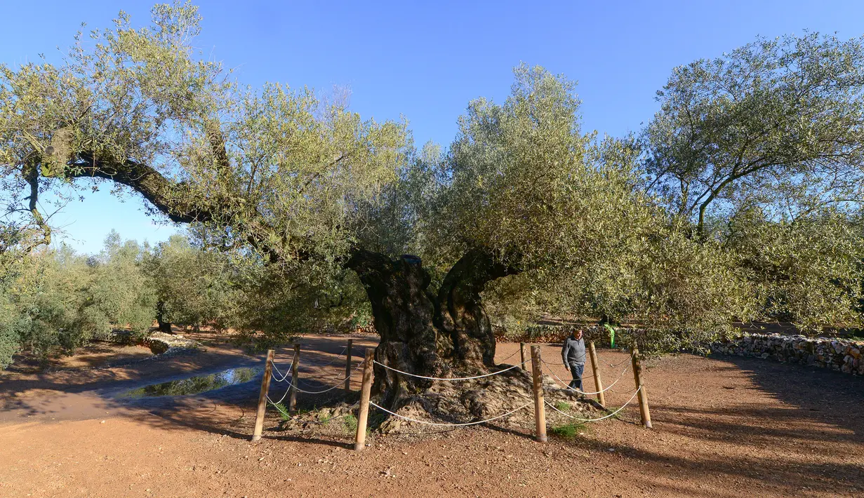 Melihat Pohon Zaitun Berusia Ribuan Tahun di Spanyol - Foto Liputan6.com