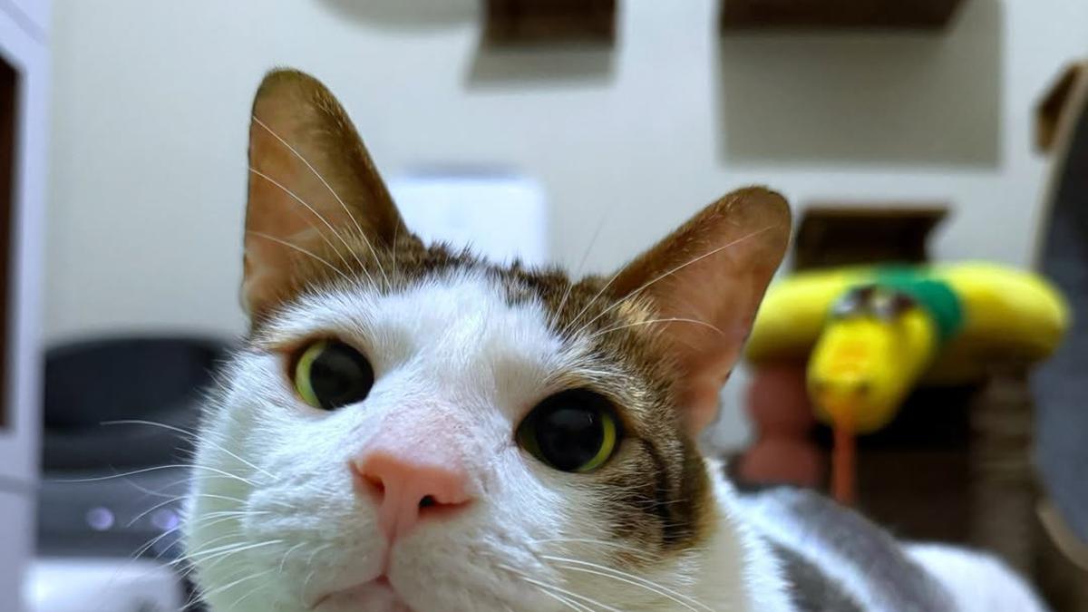 Bobby Kertanegara, Kucing Presiden Prabowo yang Dapat Penghargaan dari ...