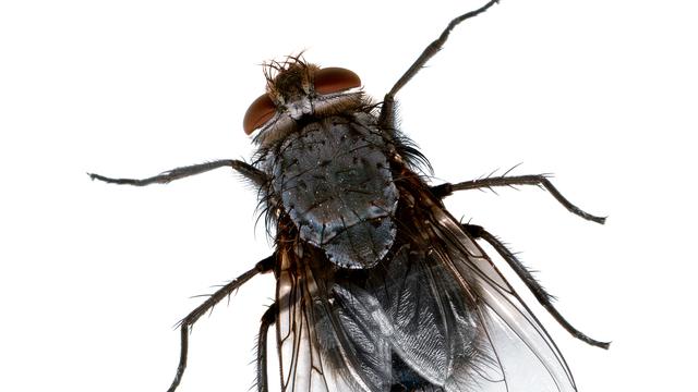 Gambar Pola Belang Seperti Zebra Pada Sapi Cegah Gigitan Lalat, Ini ...