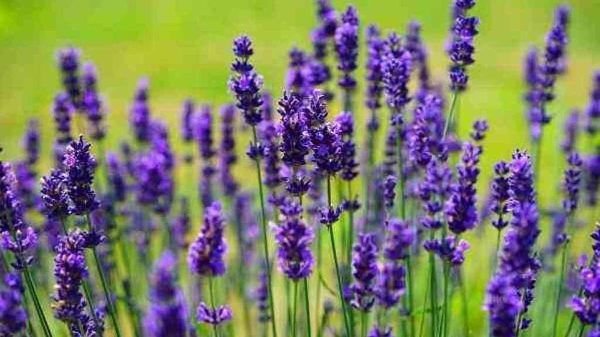 Ragam Manfaat Lavender Oil dalam Kehidupan