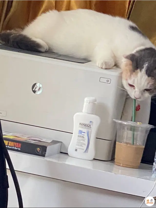 6 Aksi Kocak Kucing Minum Kopi Ini Bikin Gemas, Penasaran dengan ...
