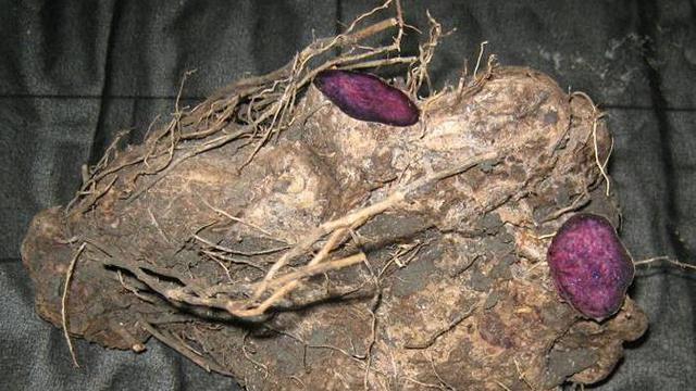 32+ Gambar Tanaman Umbi Uwi yang Lagi Viral - Informasi Seputar Tanaman ...