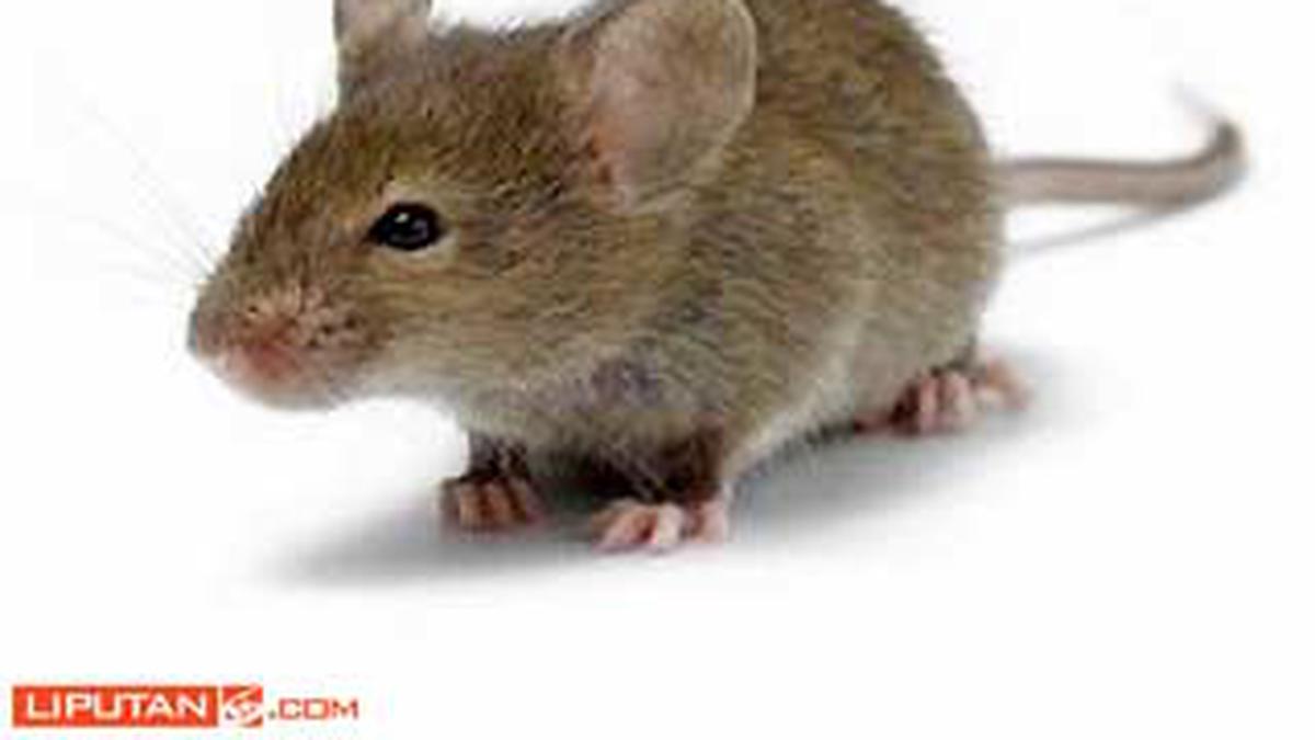 Ilmuwan Temukan Tikus Raksasa - Tekno Liputan6.com