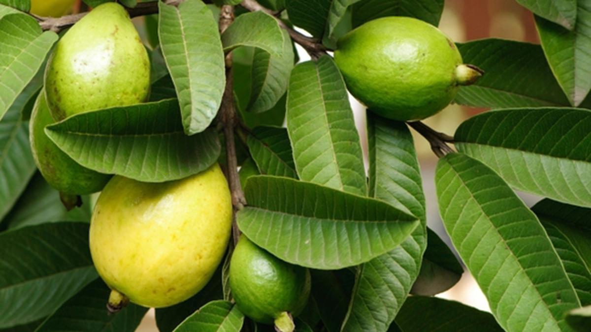 Mengagumkan, Inilah 5 Manfaat Daun Jambu Buat Kesehatan - Beauty Fimela.com