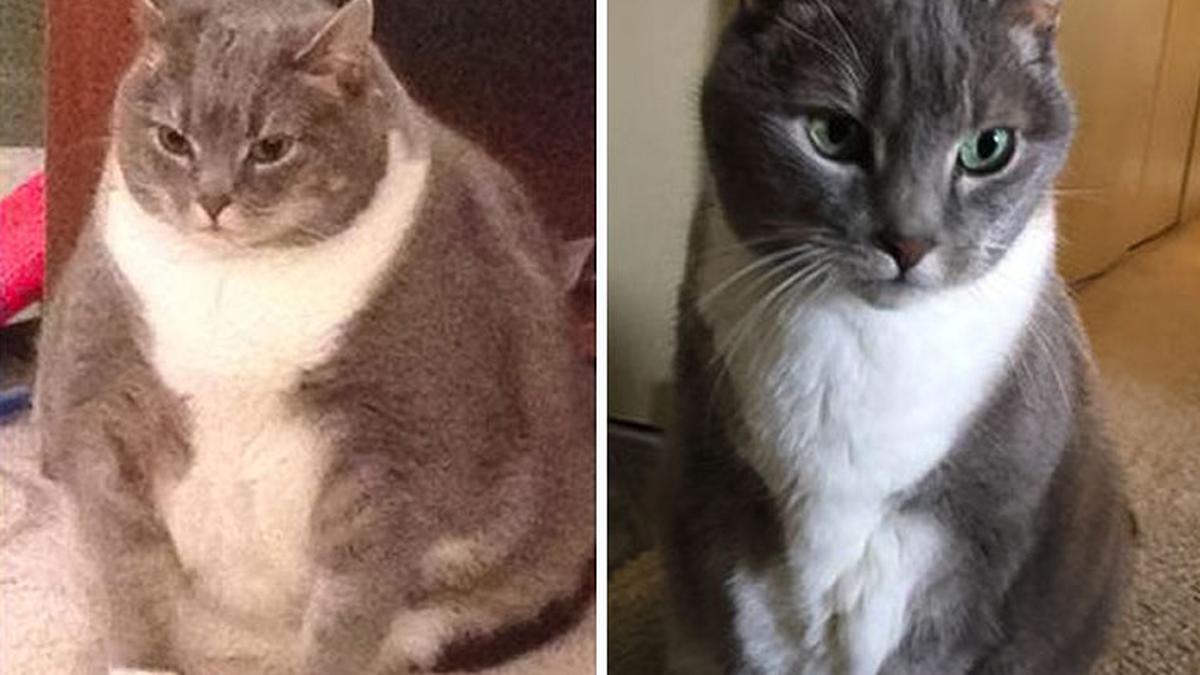 8 Potret Keren Transformasi Kucing Obesitas jadi Kurus - Citizen6 ...