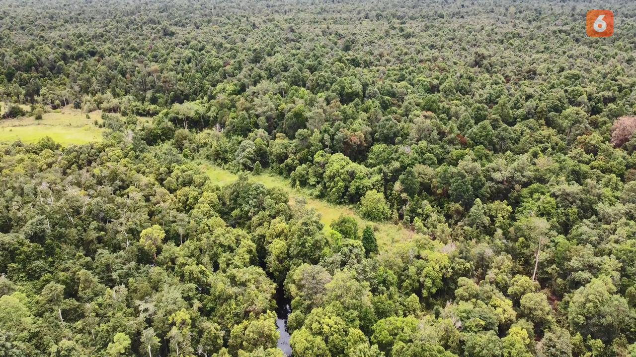 Ubah Jadi Hutan Desa, Cara Warga Kutai Kartanegara Selamatkan Hutan