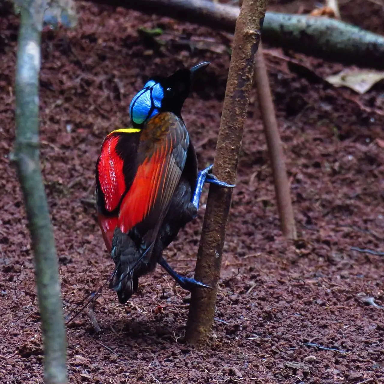 Kisah Sedih di Balik Julukan Burung Surga Cendrawasih - Lifestyle ...