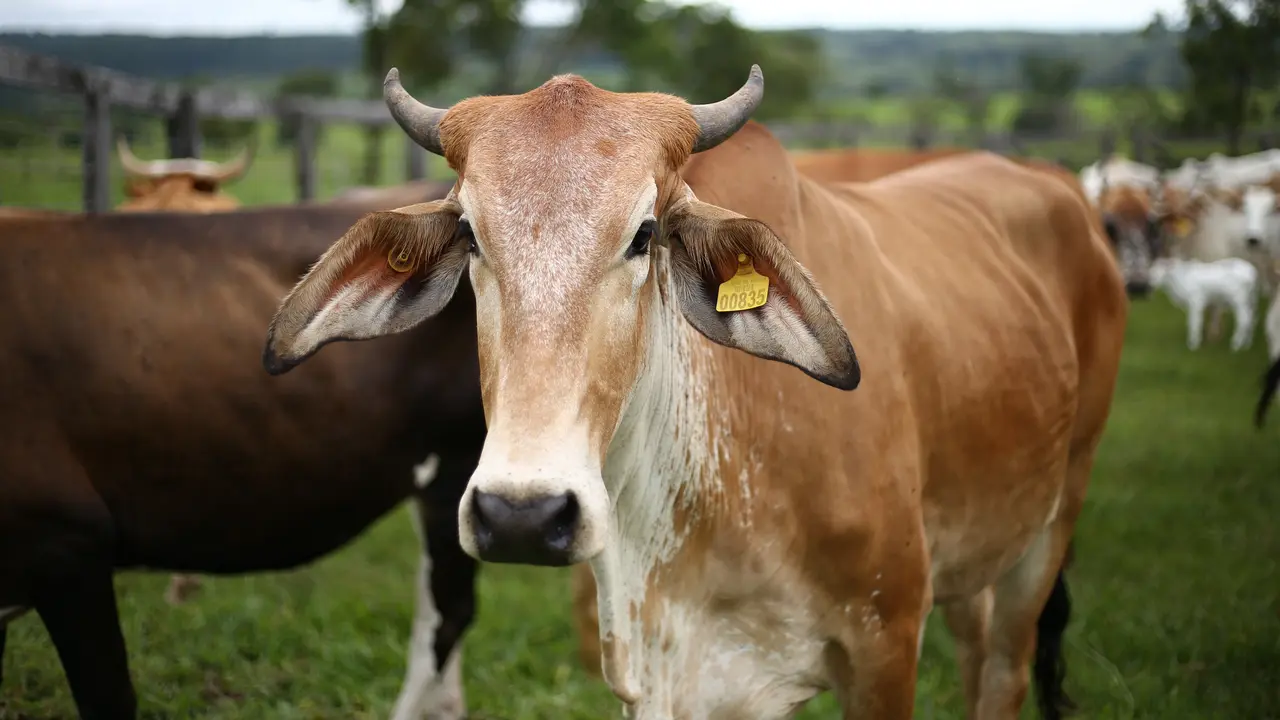 Daftar Harga Sapi 1 Ekor 2024, Lengkap Panduan Memilihnya Agar Tidak ...