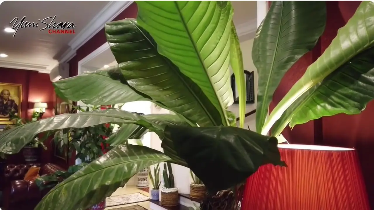 9 Potret Rumah Yuni Shara yang Penuh Tanaman, Hingga Dijuluki 'Jungle ...