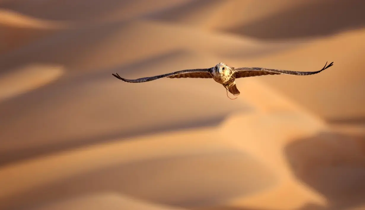 FOTO: Melatih Elang Berburu di Gurun Liwa Abu Dhabi - Foto Liputan6.com