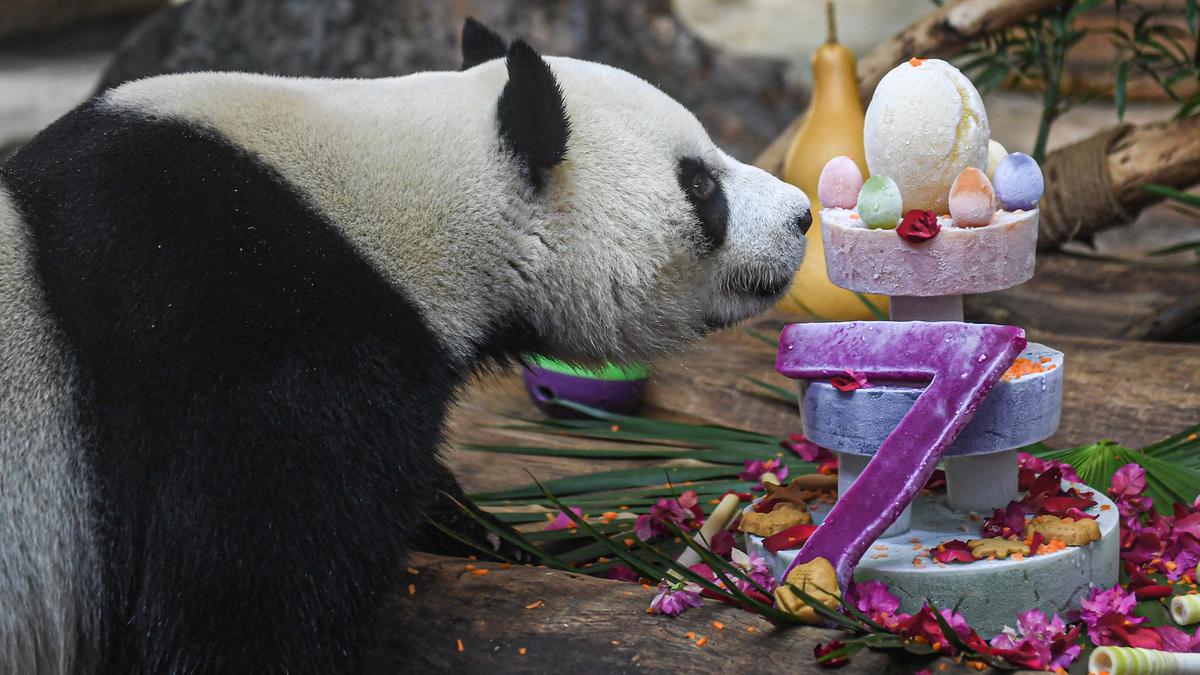 FOTO: Merayakan Ulang Tahun Dua Panda Raksasa di Haikou - Foto Liputan6.com