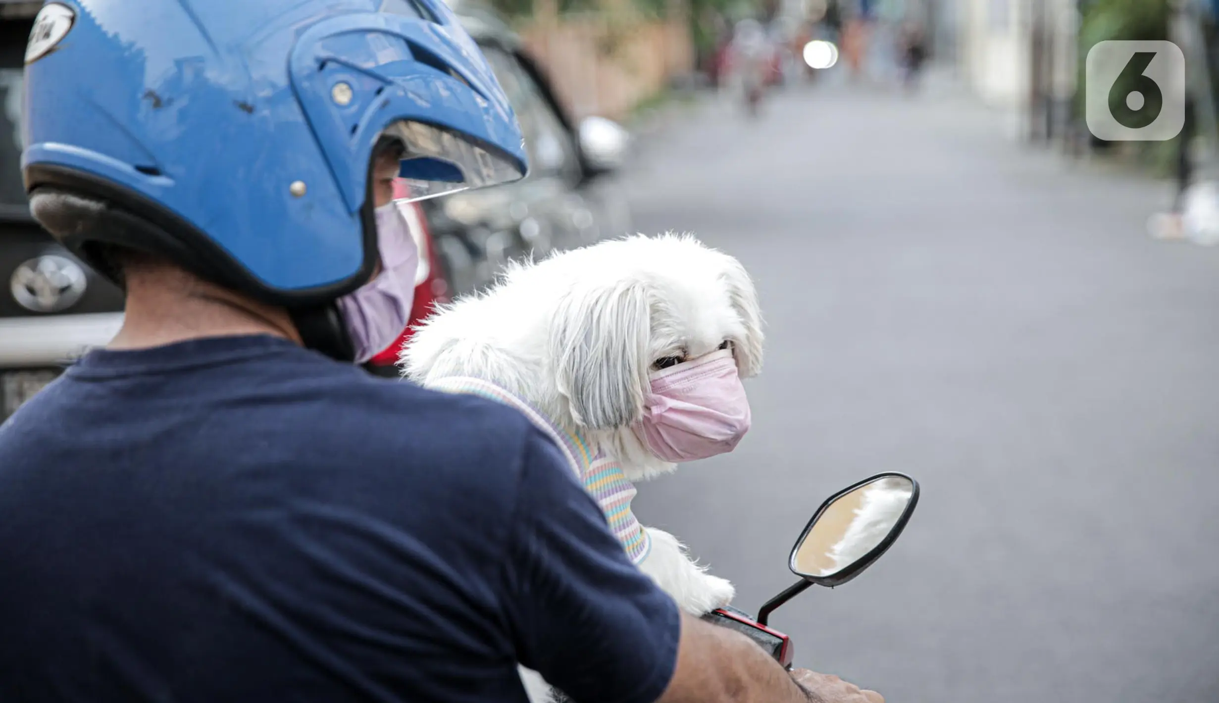 FOTO: Lucunya Anjing Ini Pakai Masker Cegah Corona - Foto Liputan6.com