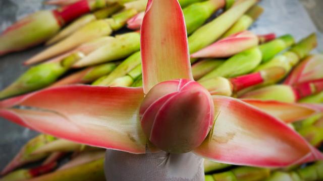 7 Manfaat Kecombrang untuk Kesehatan, Perhatikan Cara Mengolahnya
