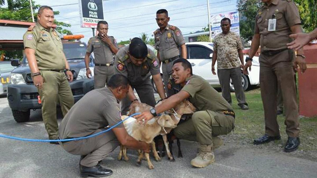 Satpol PP Turun Tangan Razia Hewan Lepas - Regional Liputan6.com
