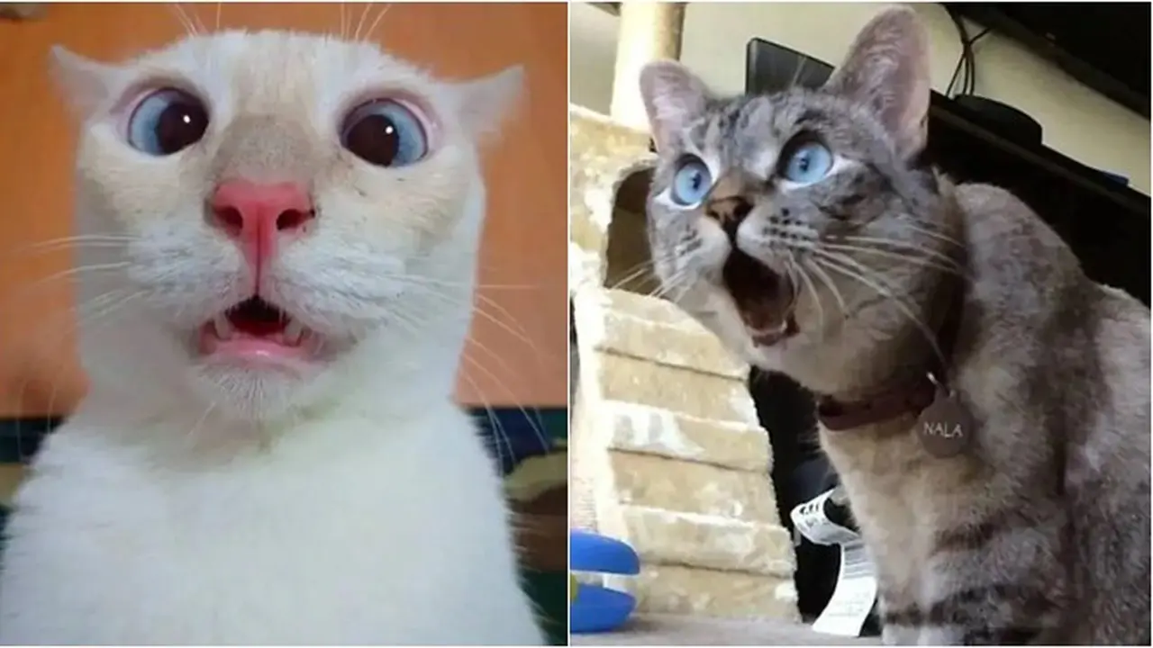 10 Potret Ekspresi Kucing saat Kaget Ini Lucu Banget, Bikin Gemas - Hot ...