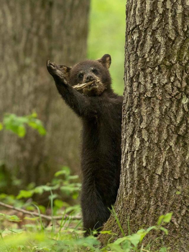 Gemas, 10 Potret Satwa Liar Karya Finalis Comedy Wildlife Photography ...