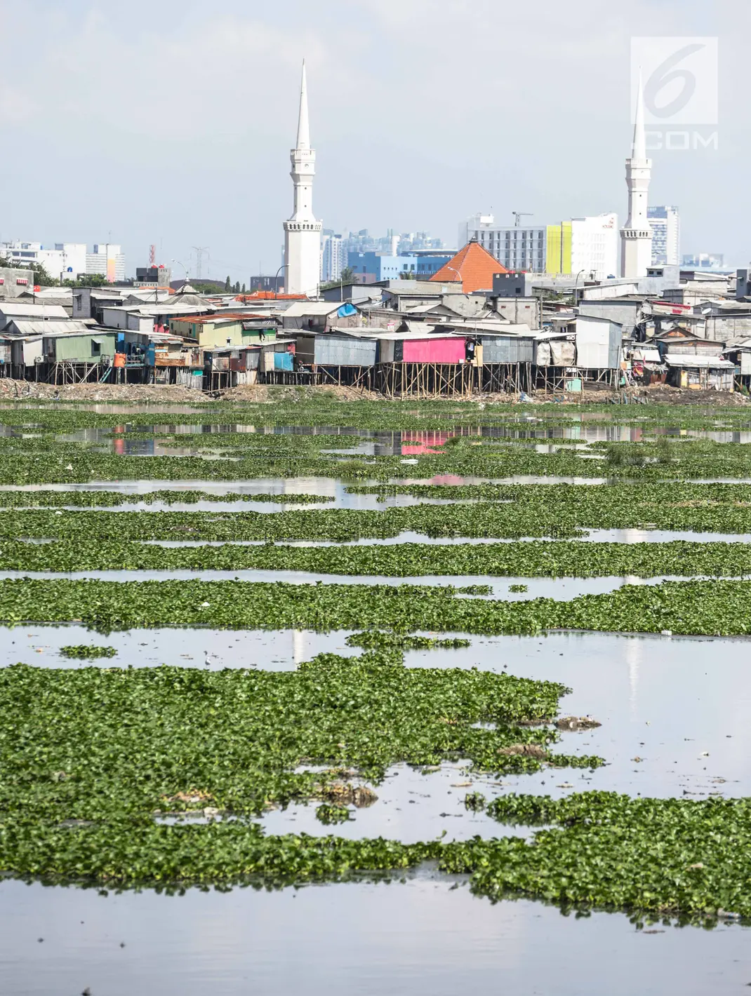 FOTO: Penampakan Eceng Gondok yang Penuhi Waduk Pluit - Foto Liputan6.com