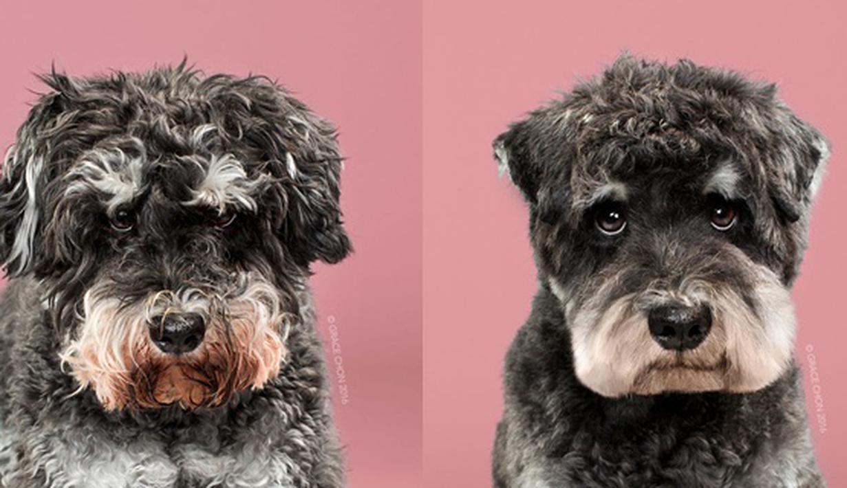 Potong Rambut: Anjing Ini Makin Cute & Bikin Meleleh - Photo Fimela.com