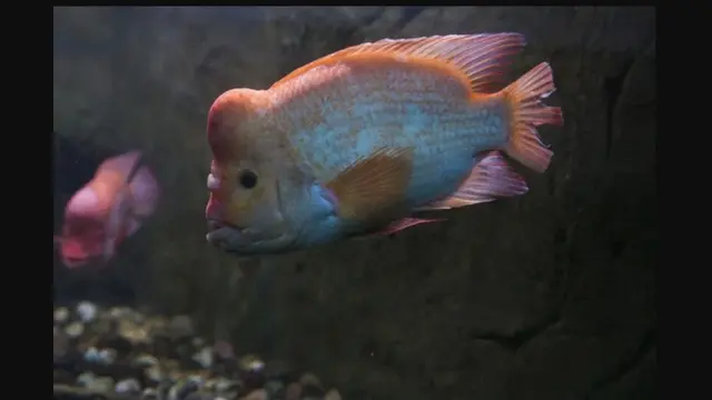 Mengenal Ikan Red Devil yang Dikabarkan Muncul di Danau Toba - News ...