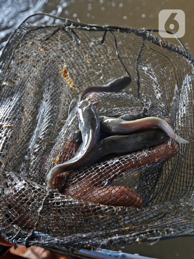 10 Jenis Lele Budidaya di Indonesia, Ketahui Ciri-Cirinya - Hot ...