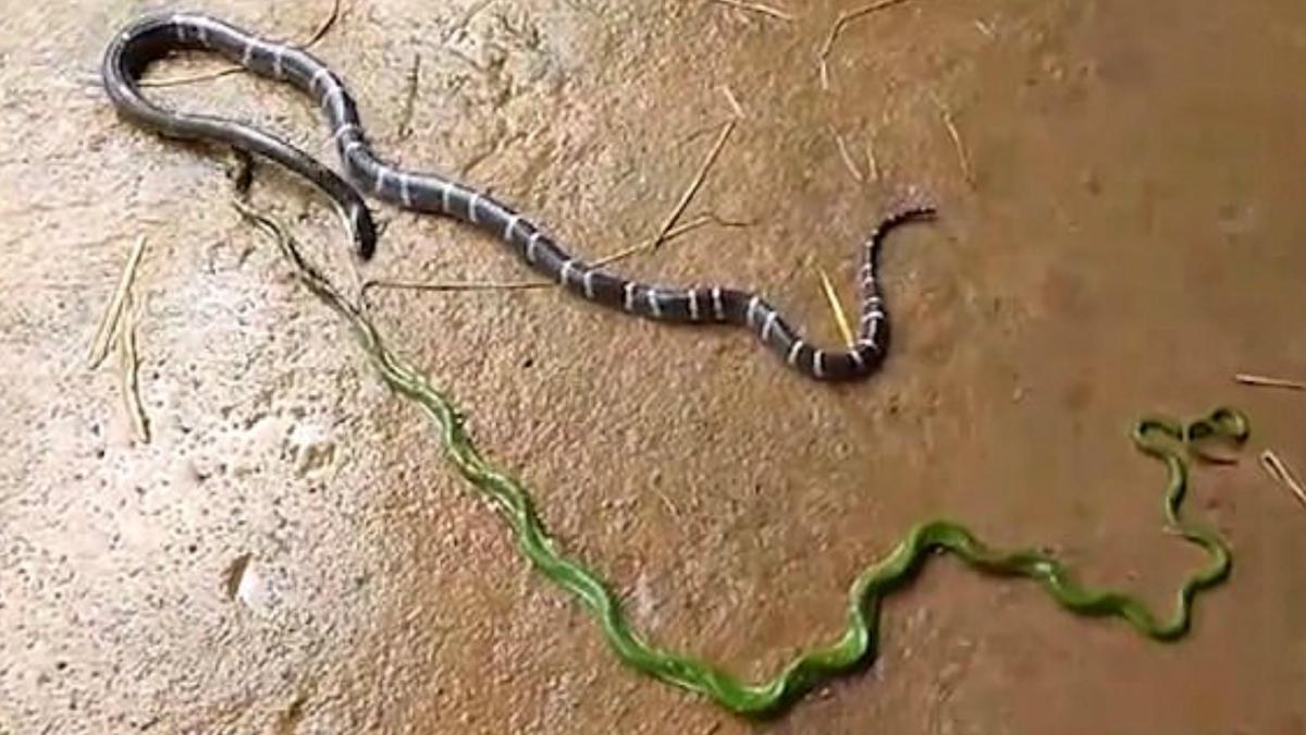 Video Ini Buktikan Ular Kecil Mampu Memangsa Ular Besar - Global ...