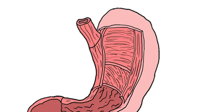 6 Macam Fungsi Lambung yang Perlu Diketahui - Ragam Bola.com