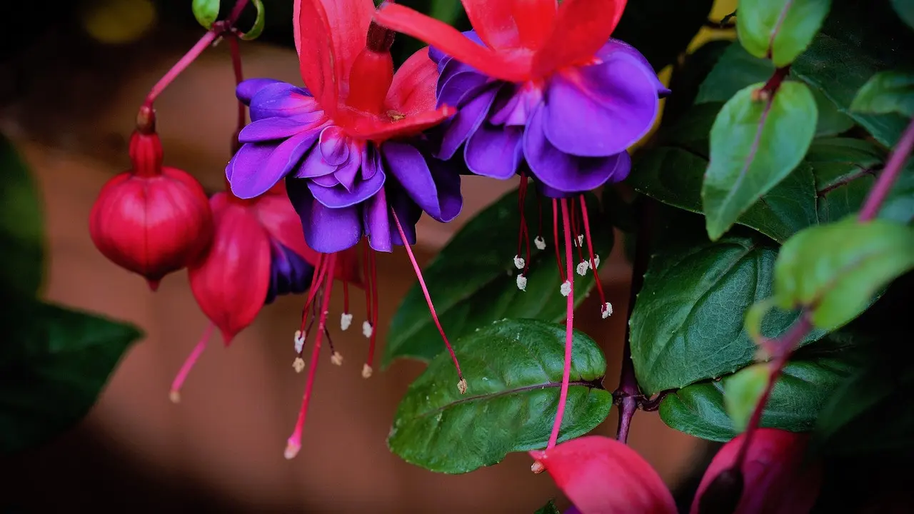 Apa Itu Warna Fuschia? Asal Usul Hingga Maknanya dalam Fashion dan ...