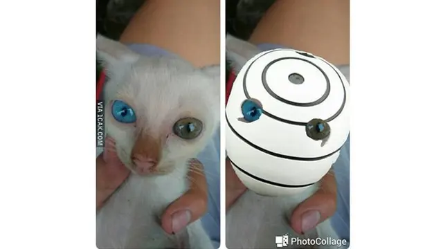 6 Potret Lucu Kucing Cosplay Anime Ini Bikin Ngakak - Hot Liputan6.com