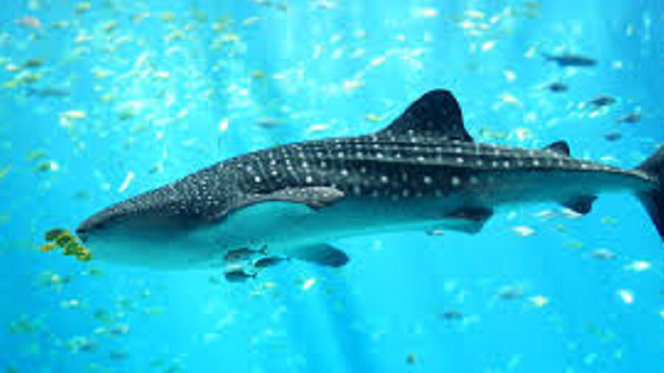 Peduli Satwa Laut, Ekspedisi OceanX Indonesia Mission: Habitat Paus dan ...