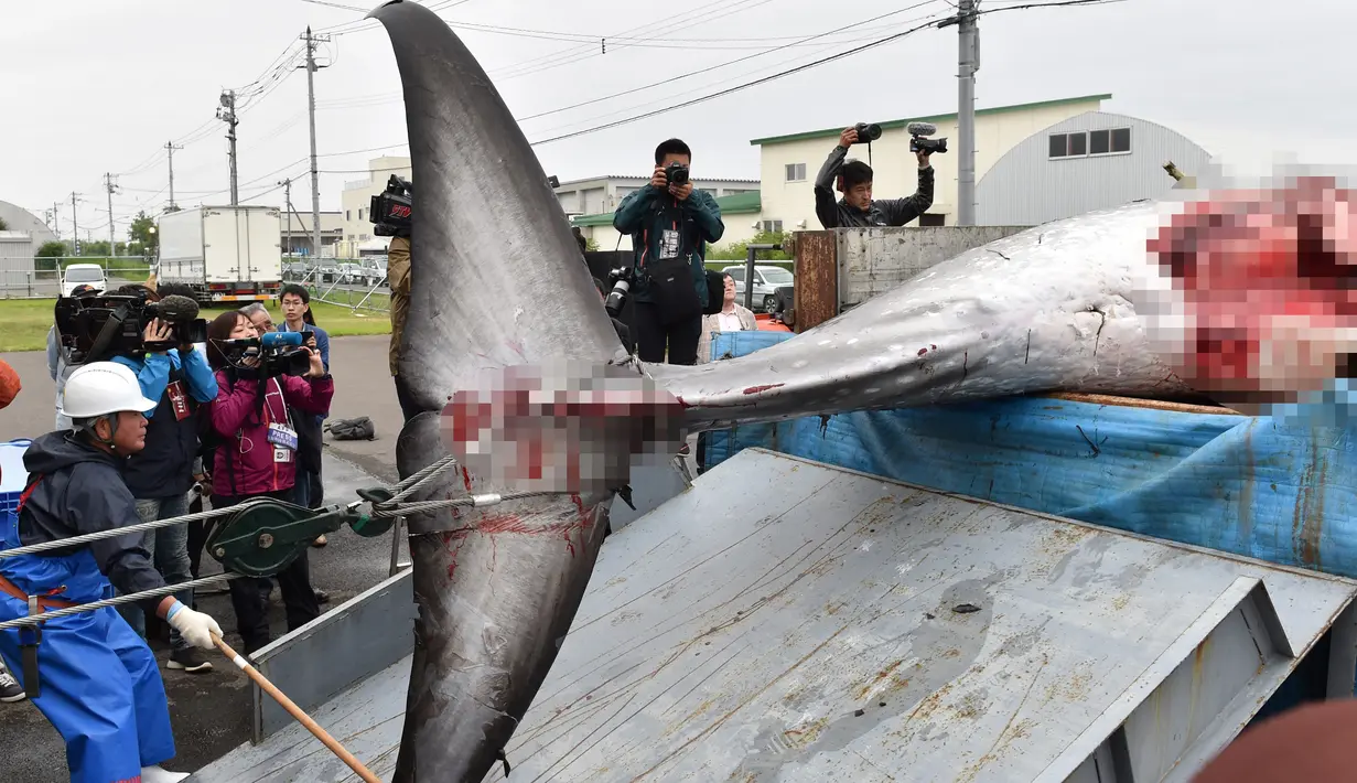 FOTO: Melihat Perburuan Paus Minke di Jepang - Foto Liputan6.com