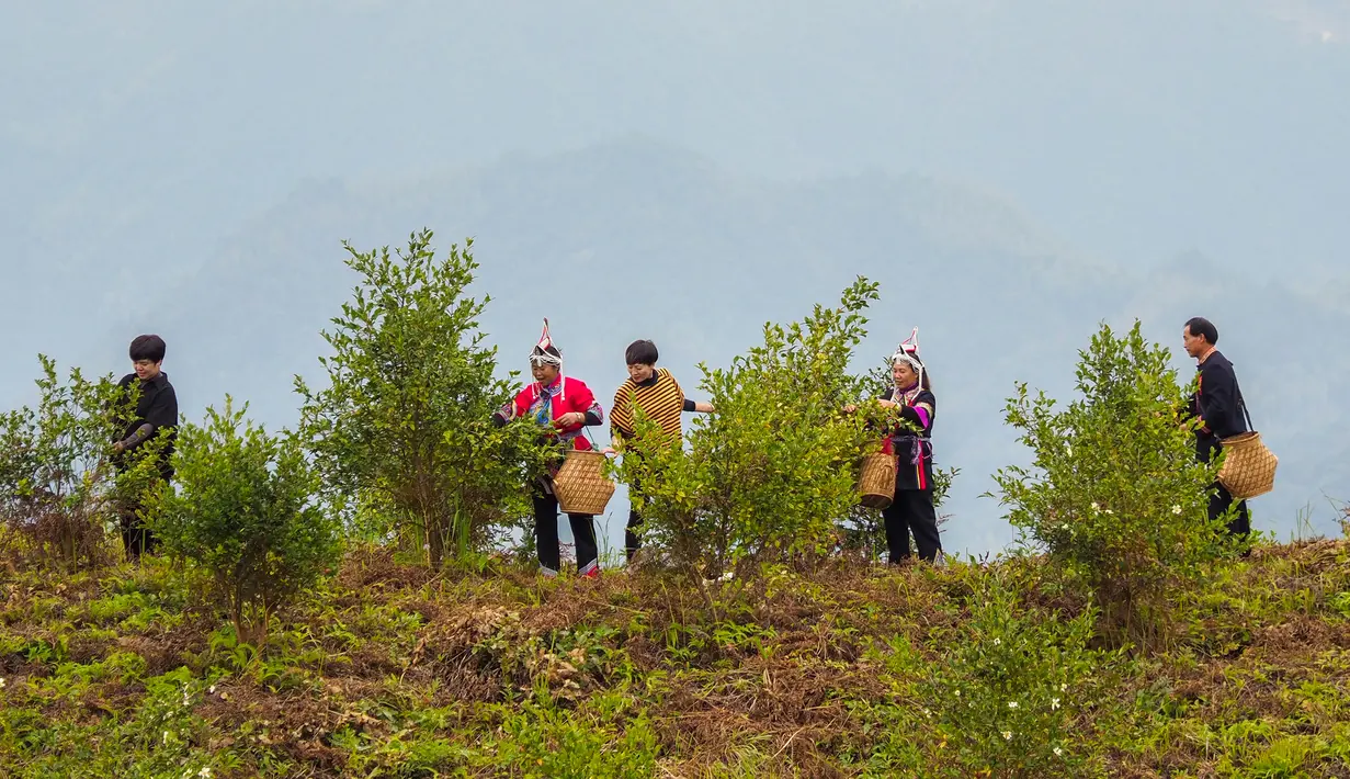 FOTO: Panen Biji Teh Camellia di Lishui - Foto Liputan6.com