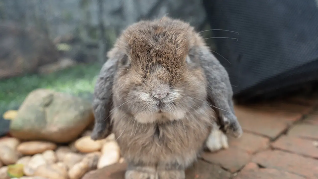 10 Jenis Kelinci Hias dan Harganya, Bisa Jadi Pilihan Hewan Peliharaan ...