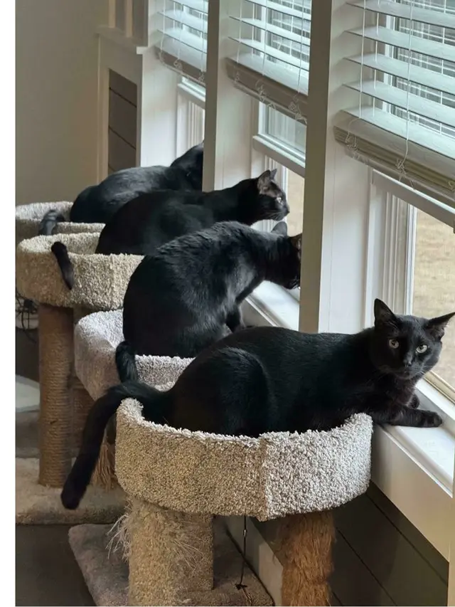 6 Potret Geng Kucing Lagi Kepo Tetangga, Kompak Melongok Pintu dan ...